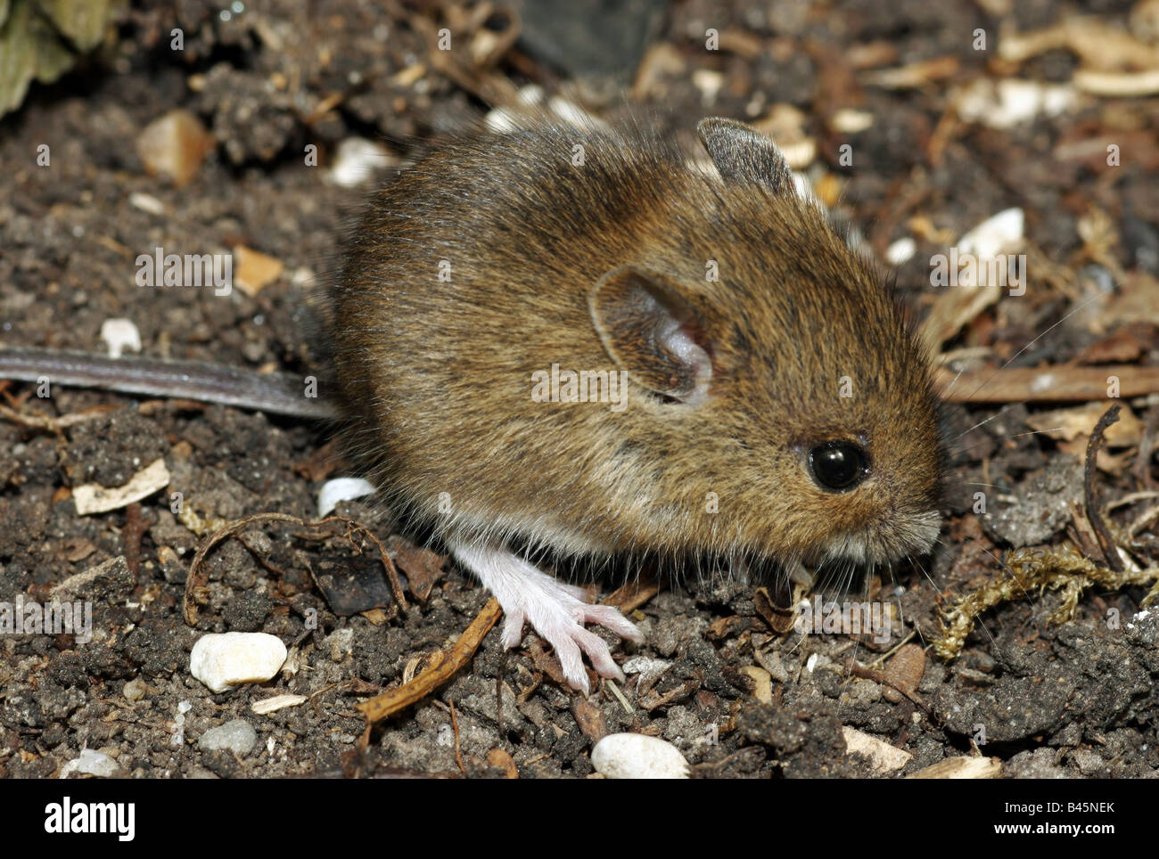 zoology / animals, mammal / mammalian, Muridae, Wood Mouse (Apodemus ...