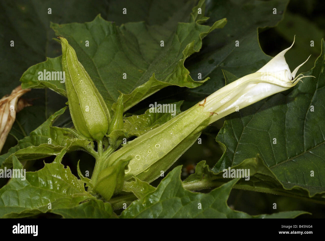 botany, Datura, "Datura stramonium", flower and flower bud, Buchhofen ...