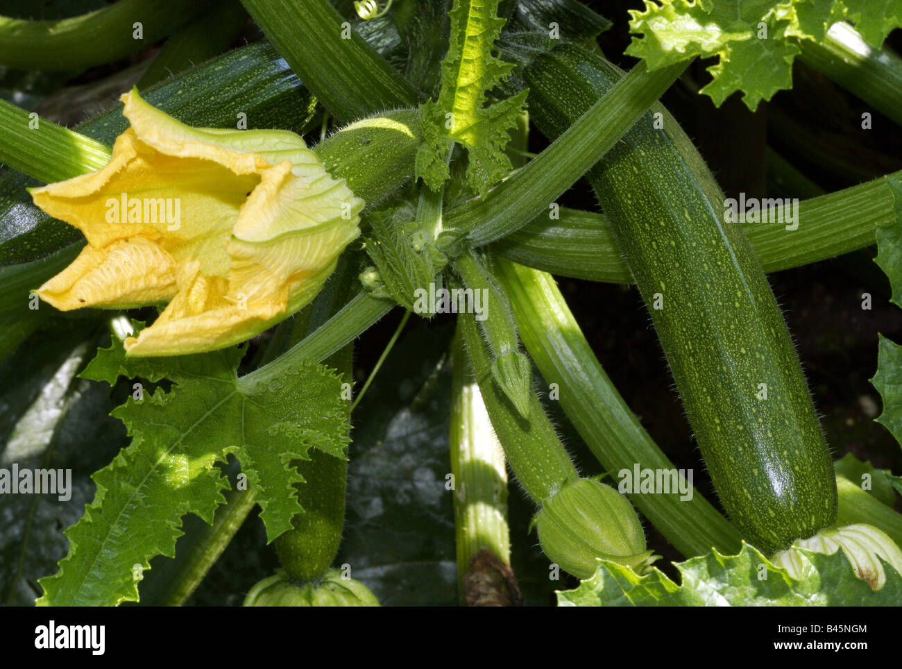 Cucurbita pepo convar giromontina hi-res stock photography and images ...