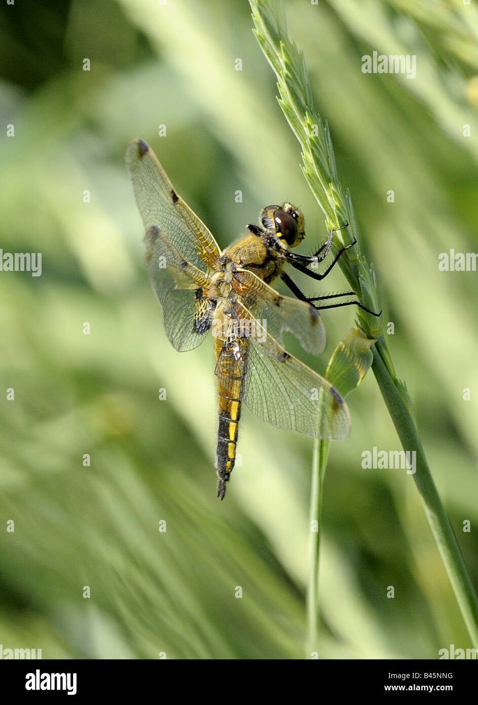 A Four spotted Chaser dragonfly Stock Photo - Alamy