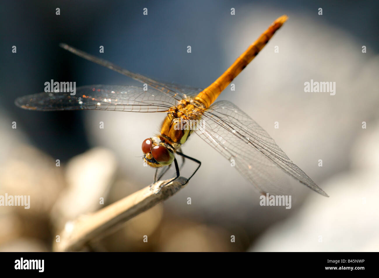 Dragonfly in Japan Stock Photo - Alamy