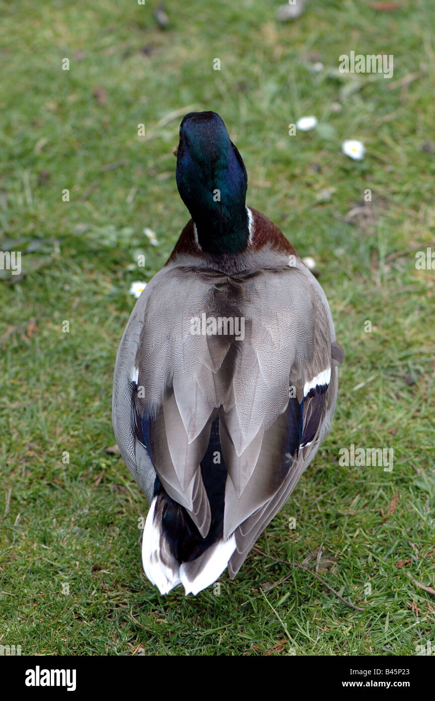 The back of a Mallard drake Stock Photo - Alamy