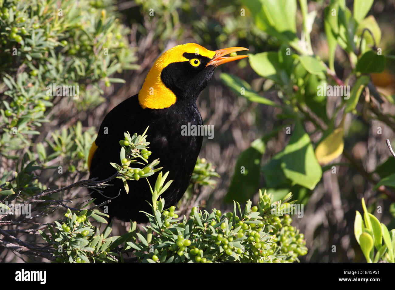Regent Bird High Resolution Stock Photography and Images - Alamy