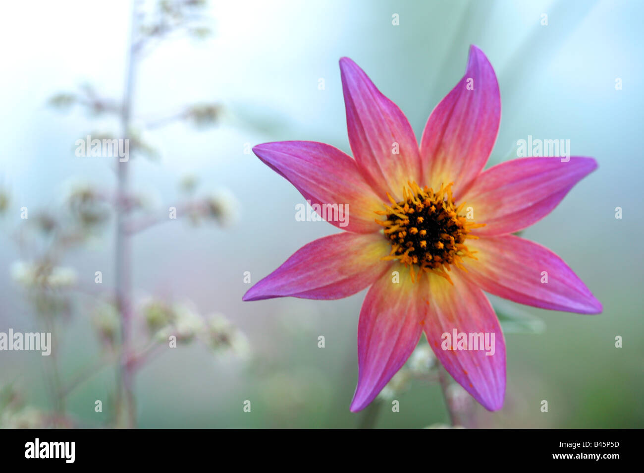 A Japanese wildflower Stock Photo - Alamy