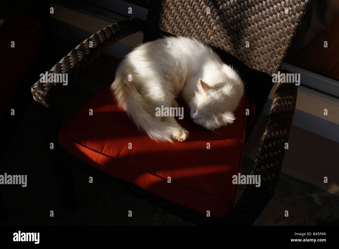 cat on a chair Stock Photo - Alamy