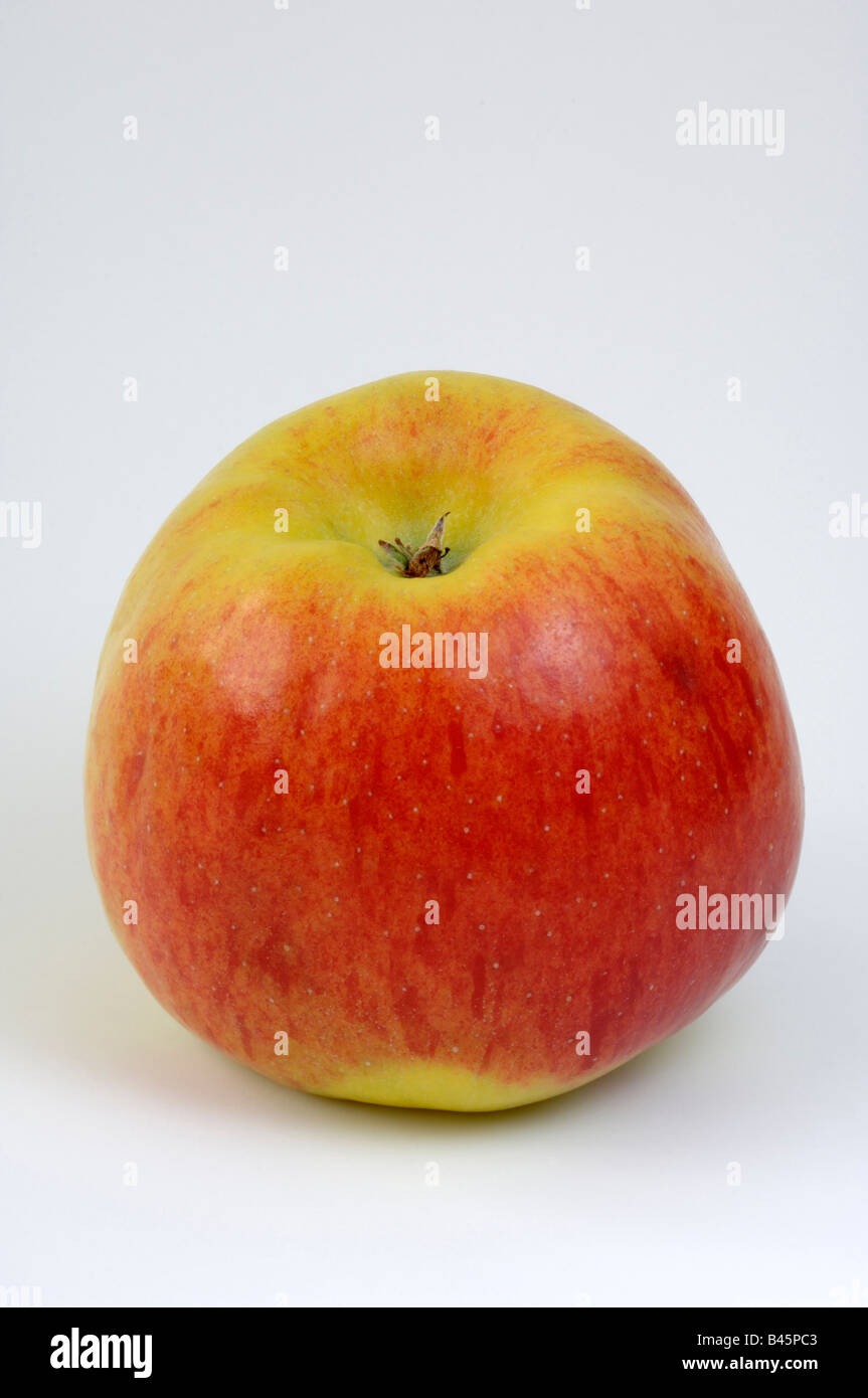 Domestic Apple (Malus domestica), variety: Topaz, fruit, studio picture ...