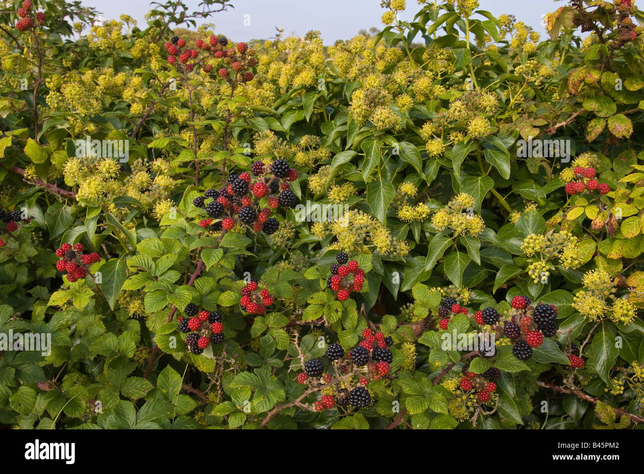 Blackberries uk september hi-res stock photography and images - Alamy