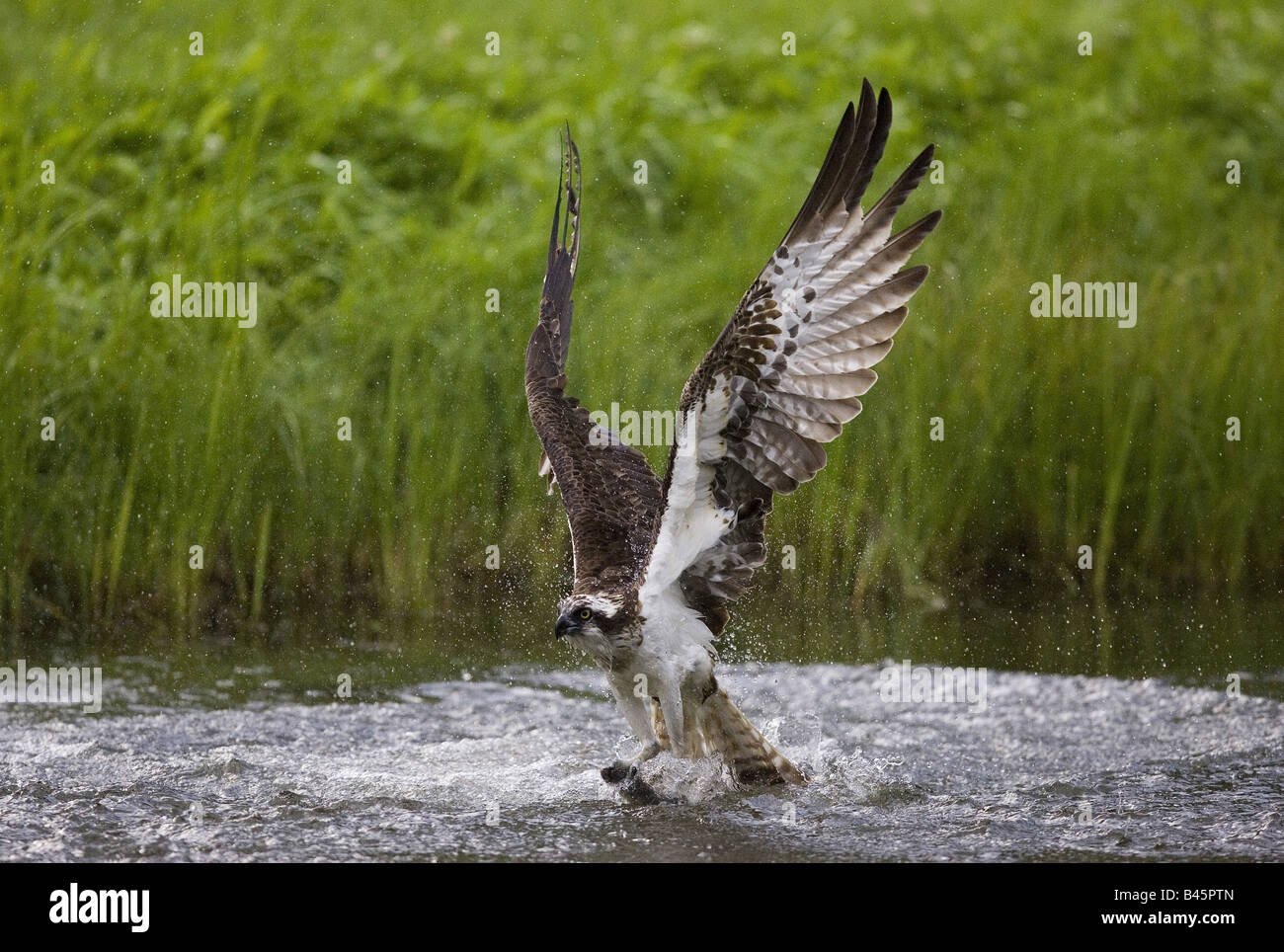 zoology / animals, avian / bird, Pandionidae, Osprey (Pandion haliaetus ...