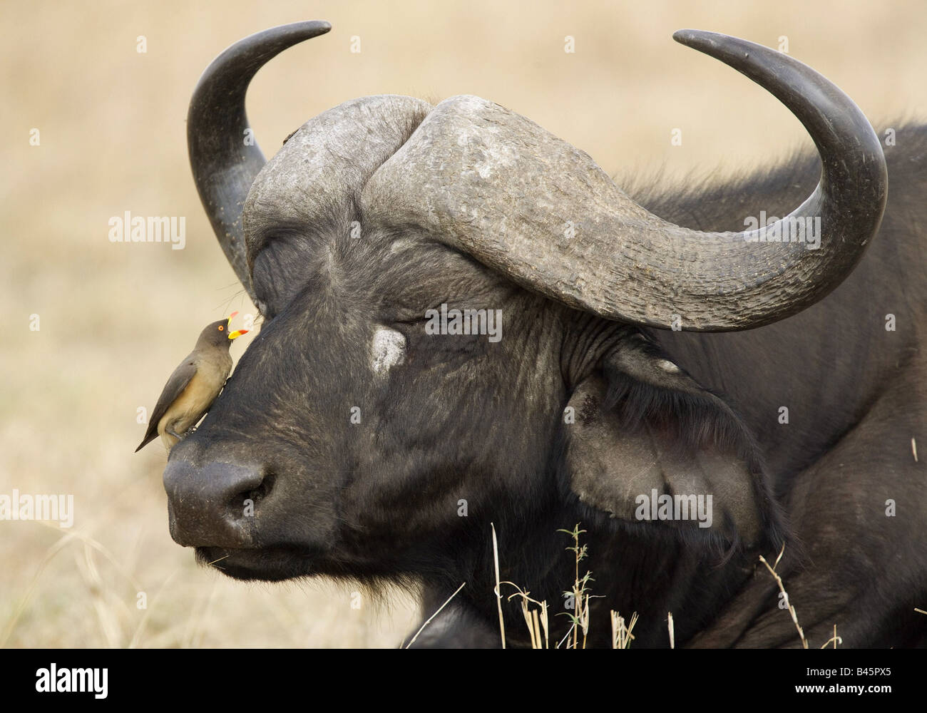 Bird yellow billed oxpecker sitting on mouth hi-res stock photography ...