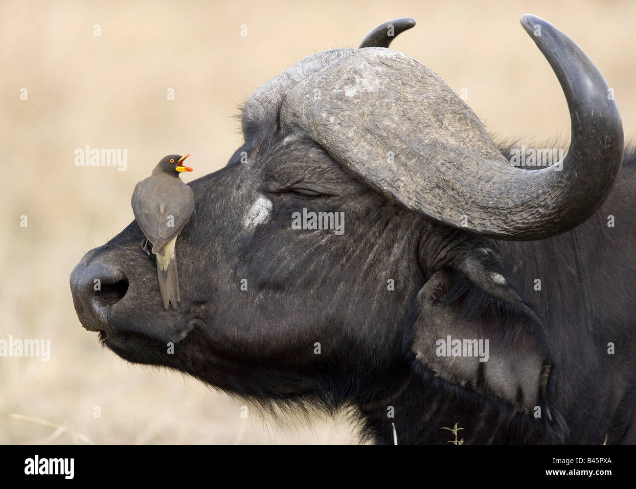 zoology / animals, mammal / mammalian, Bovidae, African Buffalo ...