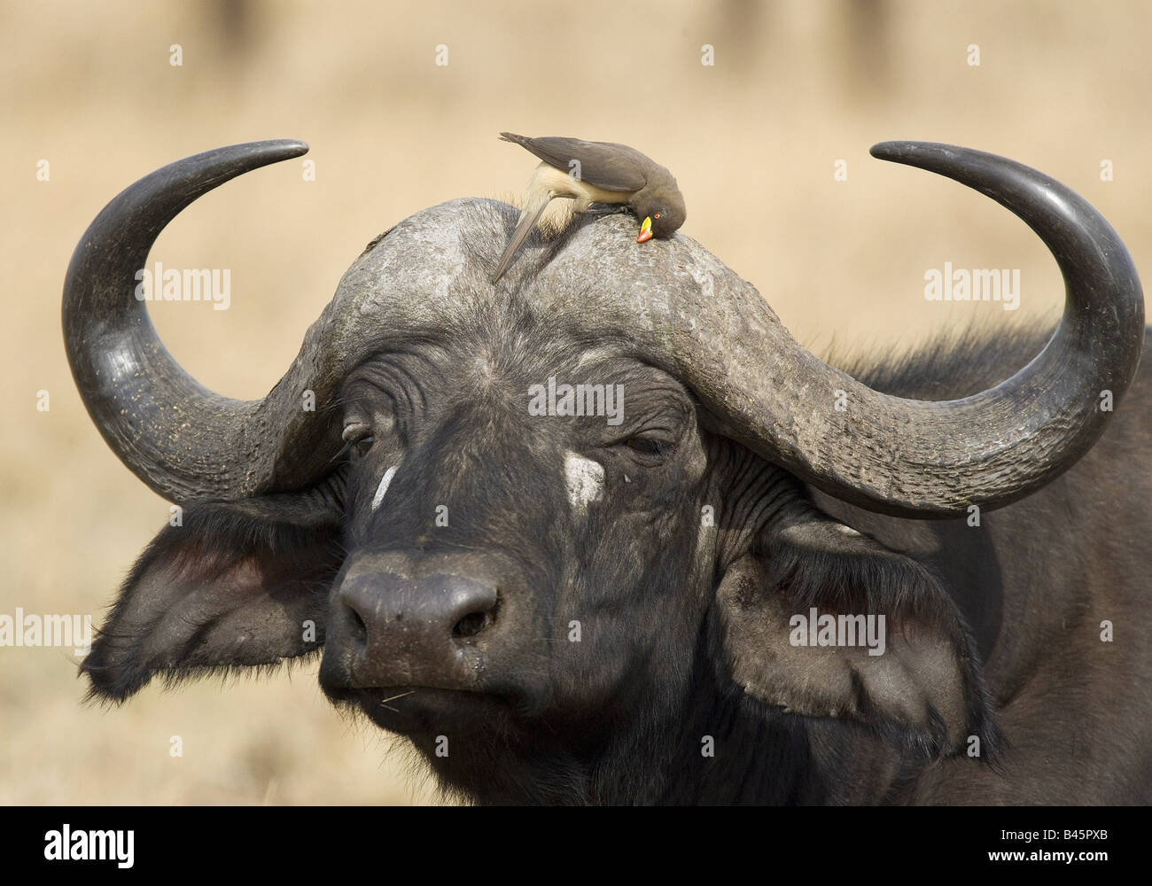 zoology / animals, mammal / mammalian, Bovidae, African Buffalo ...