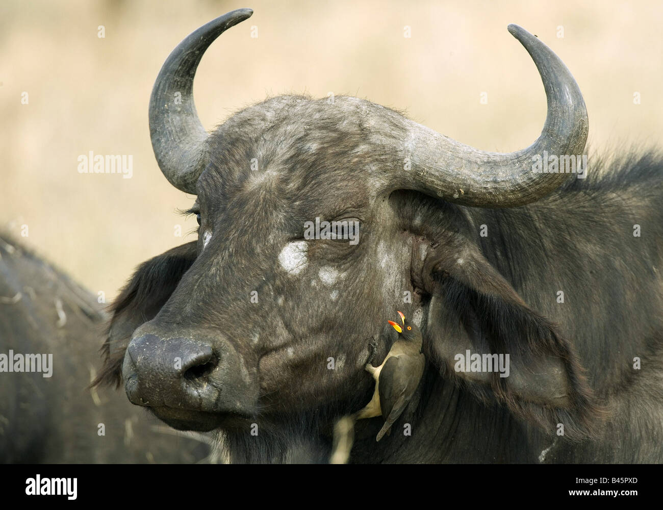 African annunciation hi-res stock photography and images - Alamy