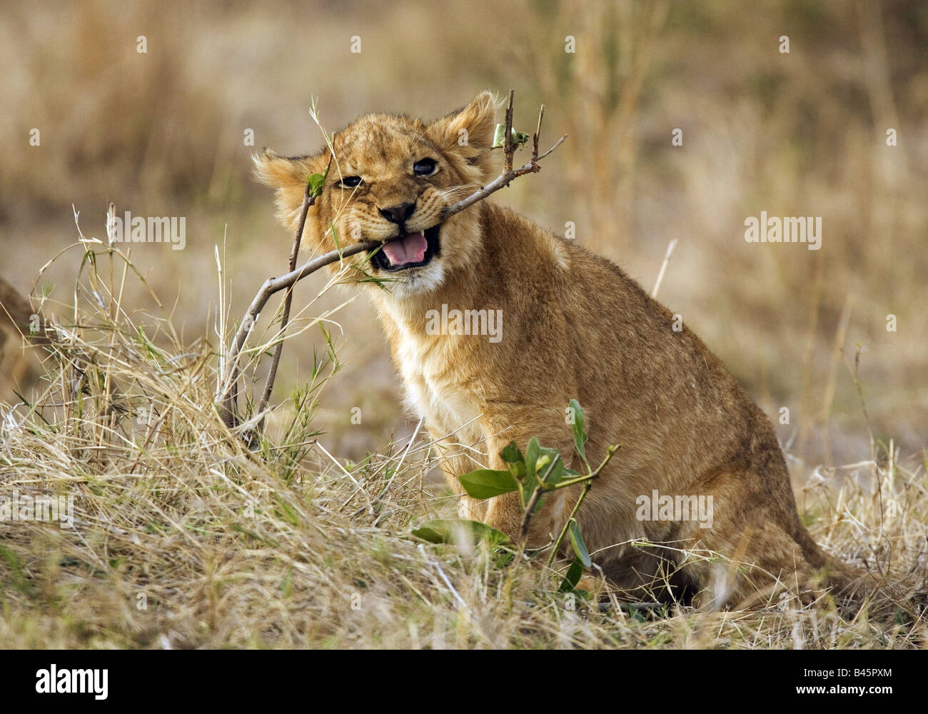 zoology / animals, mammal / mammalian, Felidae, Lion (Panthera leo ...