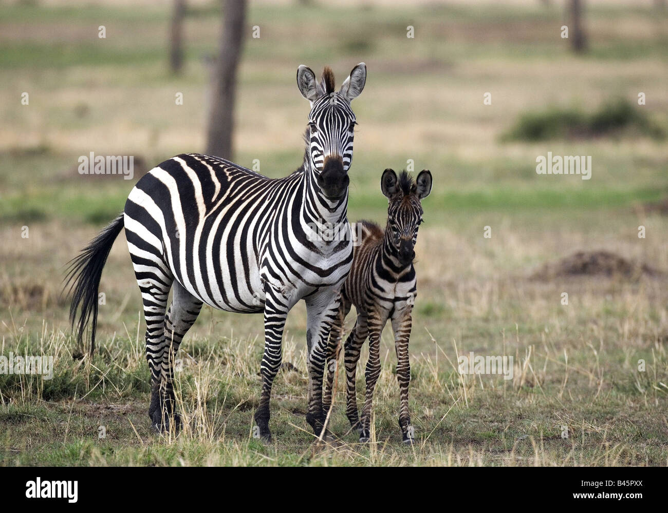 zoology / animals, mammal / mammalian, Equidae, Plains Zebra (Equus ...