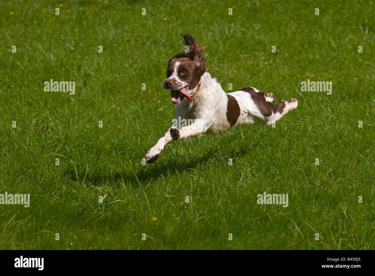 English Springer Spaniel running on grass Stock Photo - Alamy