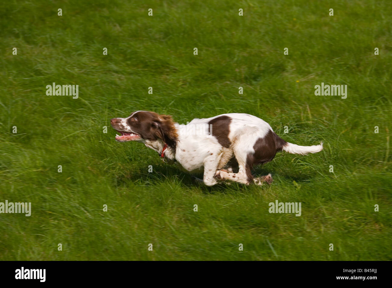 English Springer Spaniel running on grass Stock Photo - Alamy