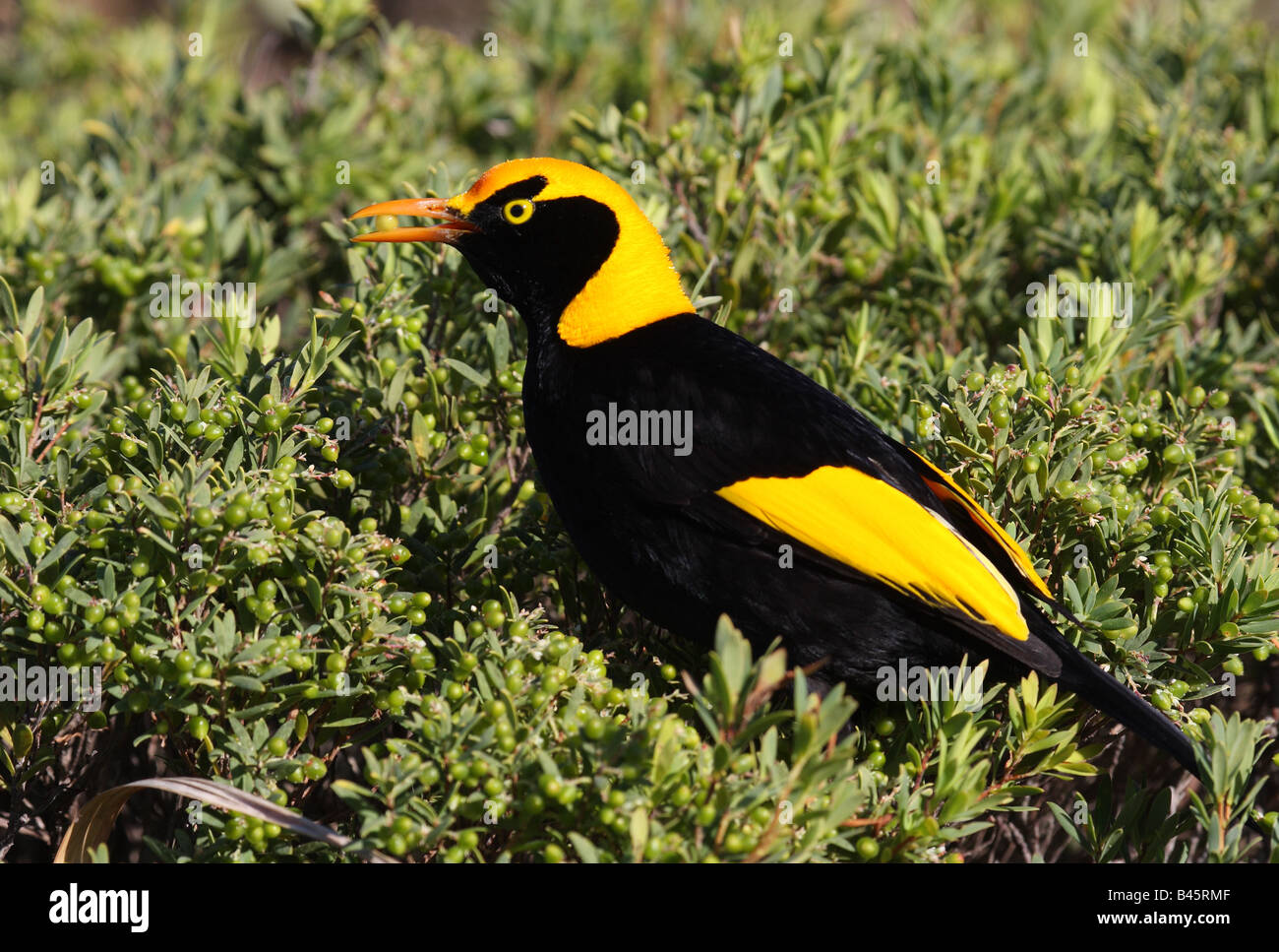 Regent bowerbird feeding in a Coast Beard-heath or Pigeon-berry ...