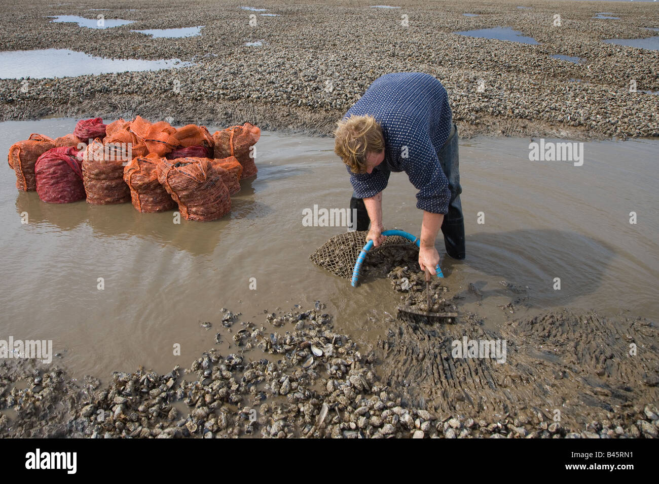 Gathering Mussels from beds at low tide on the Wash Norfolk UK Stock ...