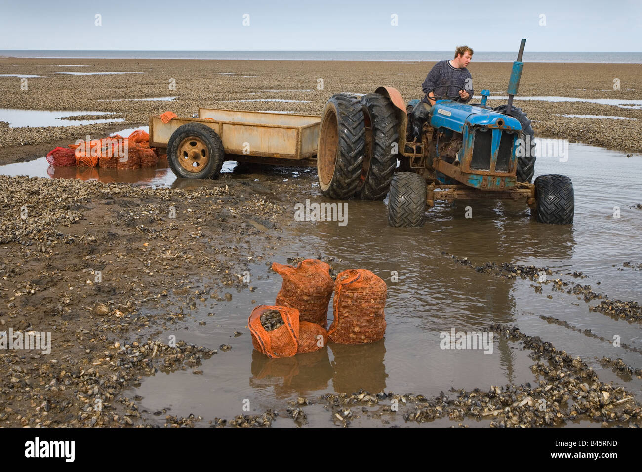 Gathering Mussels from beds at low tide on the Wash Norfolk UK Stock ...