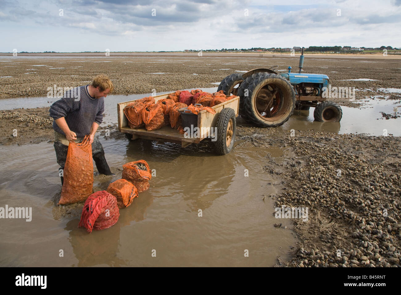 Gathering Mussels from beds at low tide on the Wash Norfolk UK Stock ...