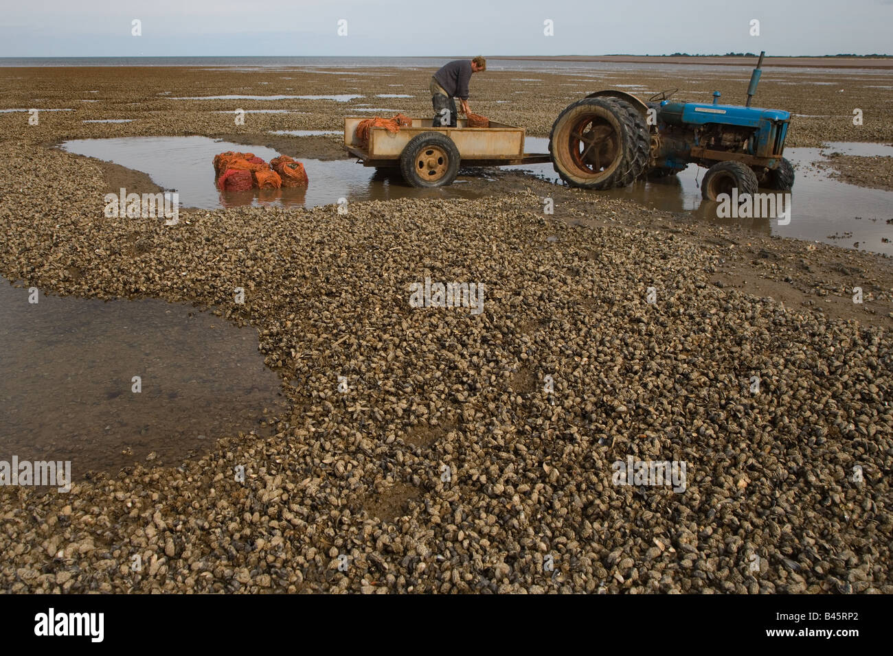 Gathering Mussels from beds at low tide on the Wash Norfolk UK Stock ...