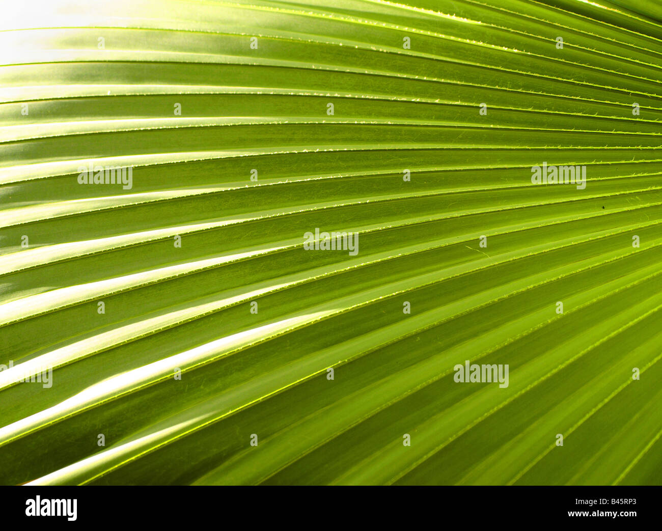 Close-up of fan palm frond Stock Photo - Alamy