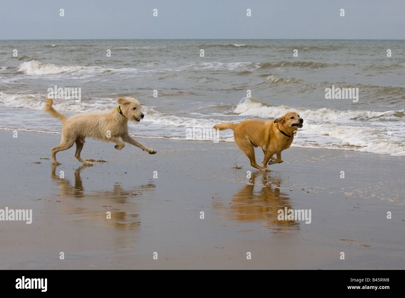 Yellow Labrador and Labradoodle Playing in Sea Stock Photo - Alamy