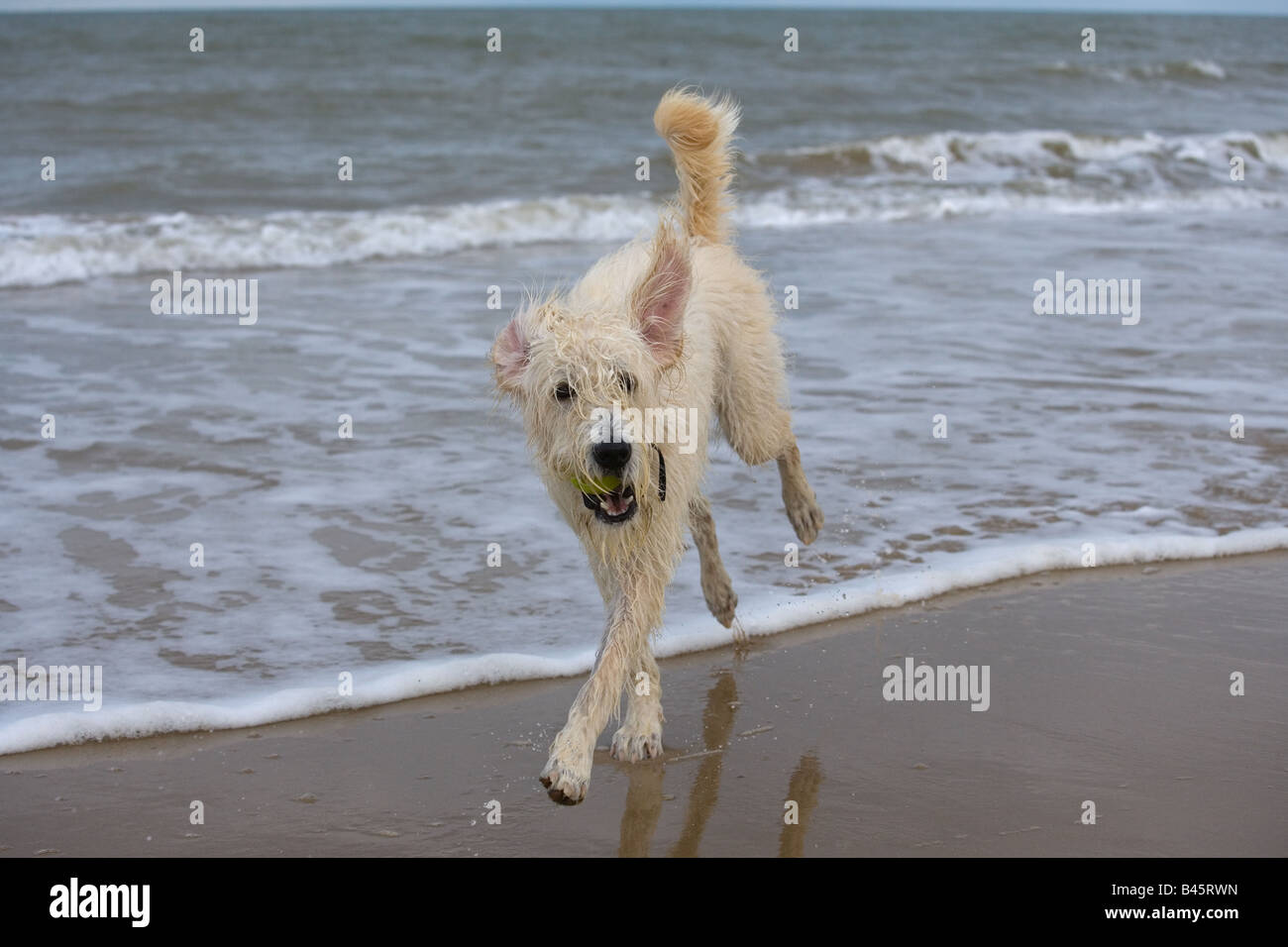 Labradoodle Playing in Sea Stock Photo - Alamy