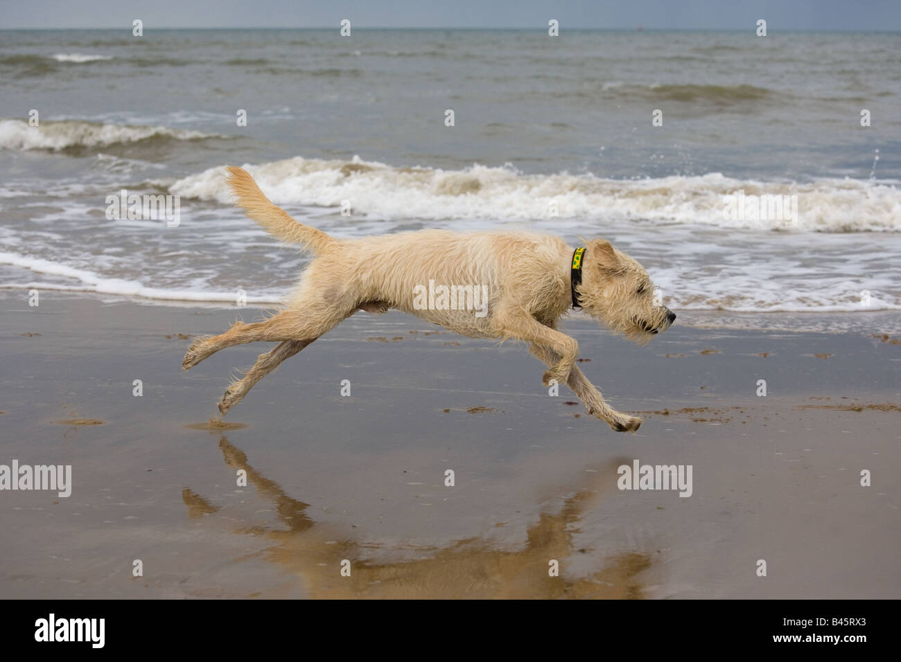 Labradoodle Playing in Sea Stock Photo - Alamy