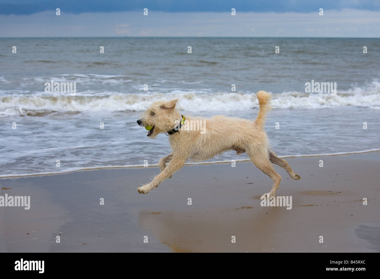 Labradoodle Playing in Sea Stock Photo - Alamy