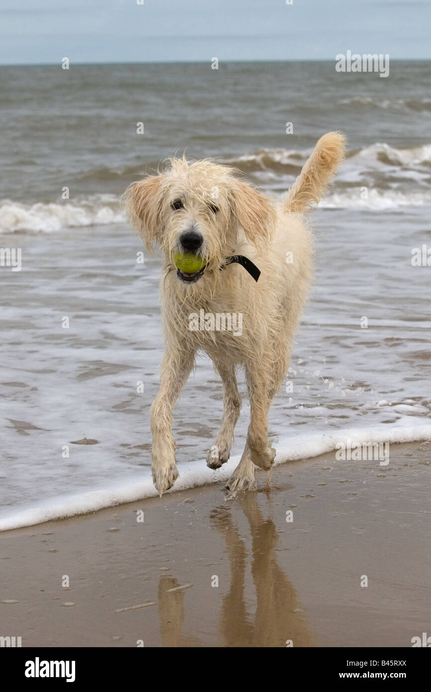 Labradoodle Playing in Sea Stock Photo - Alamy