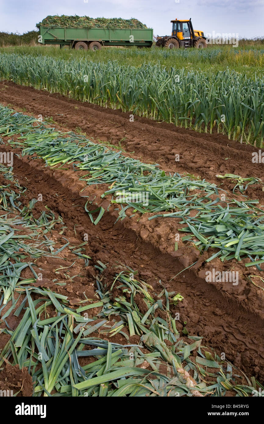 Harvesting Leeks commercially Norfolk UK September Stock Photo - Alamy