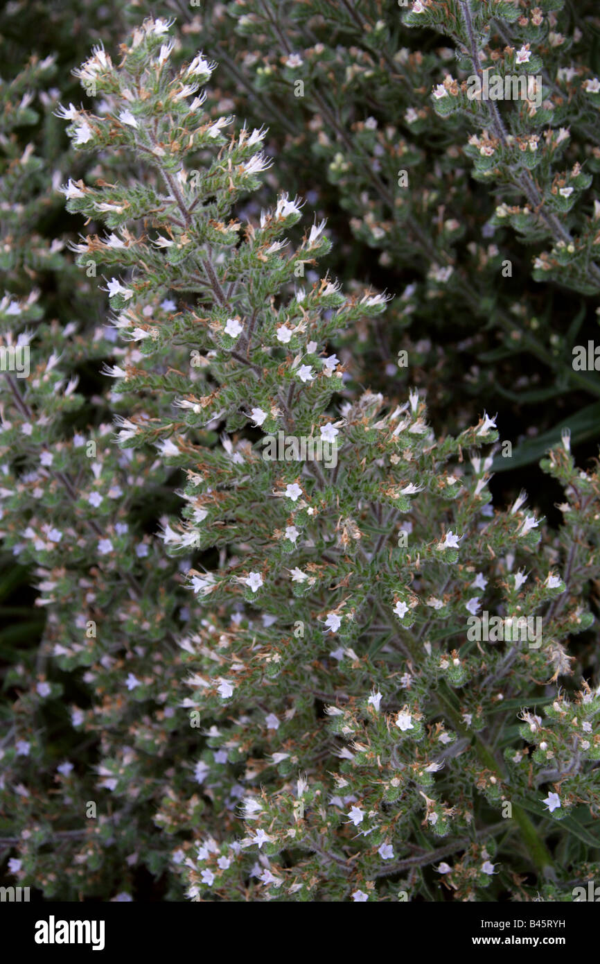Boraginaceae hi-res stock photography and images - Alamy