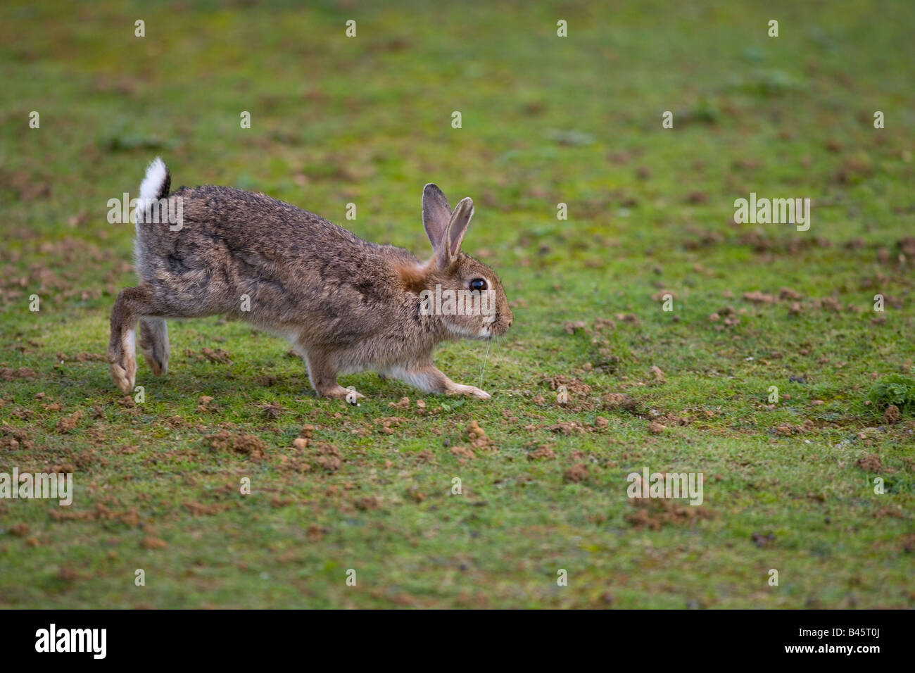 Rabbit Oryctolagus cuniculus Running Stock Photo - Alamy