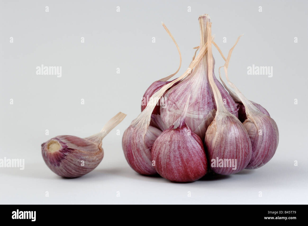 Garlic (Allium sativum) bulb and clove studio picture Stock Photo - Alamy