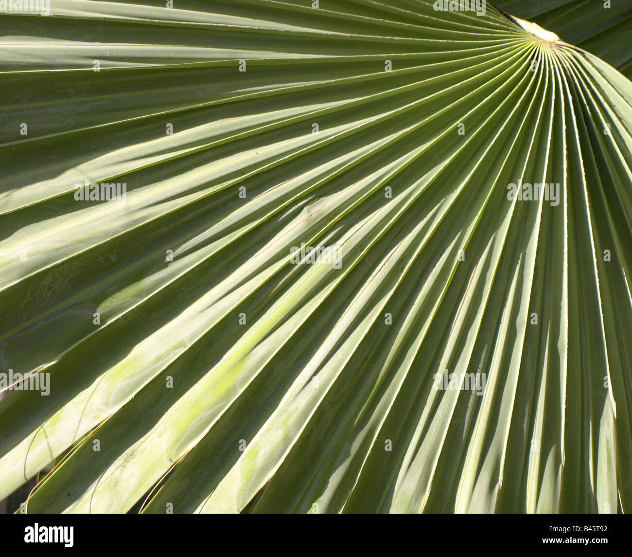 Close up fan hi-res stock photography and images - Alamy