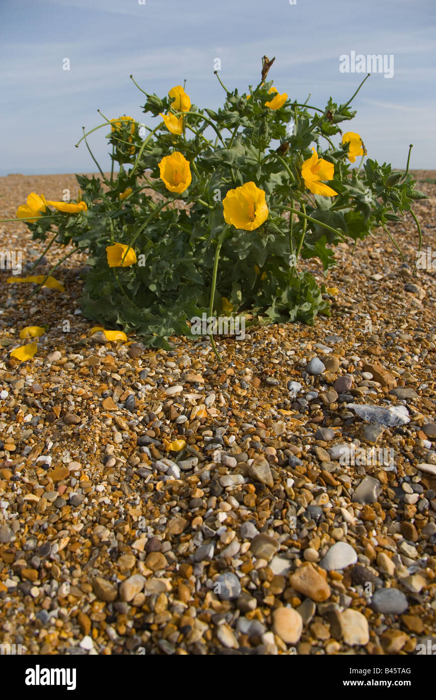 Yellow horned Poppy Glauciun flavum on shingle beach Stock Photo - Alamy