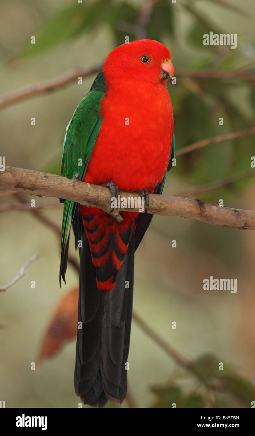 Australian king parrot on hi-res stock photography and images - Alamy