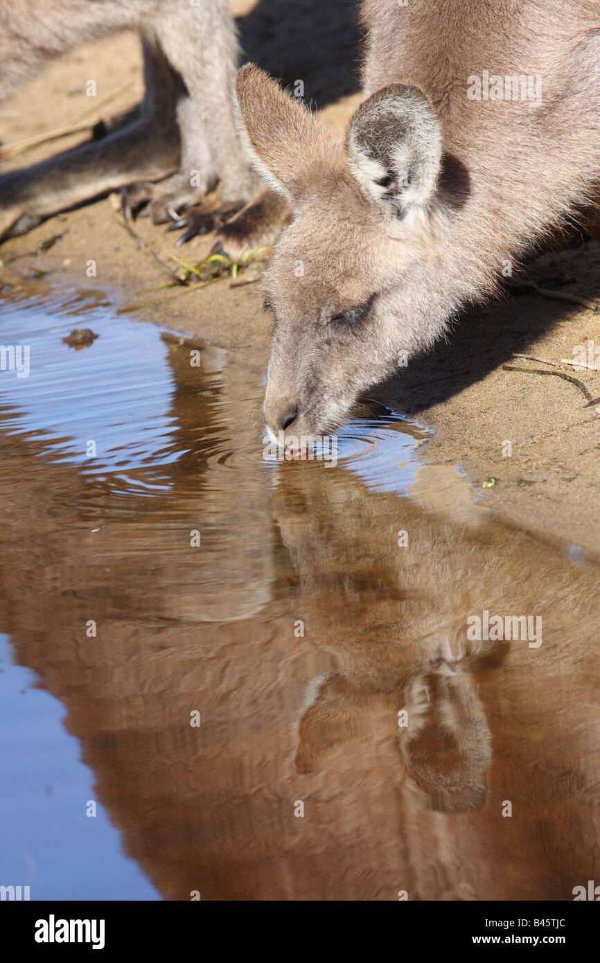 Kangaroo drinking hi-res stock photography and images - Alamy