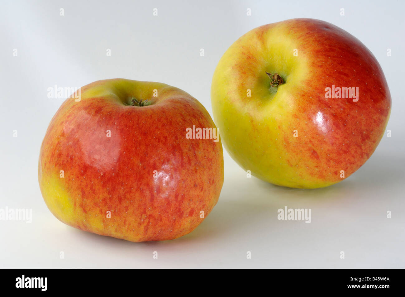 Domestic Apple (Malus domestica), variety: Topaz, two fruit, studio ...