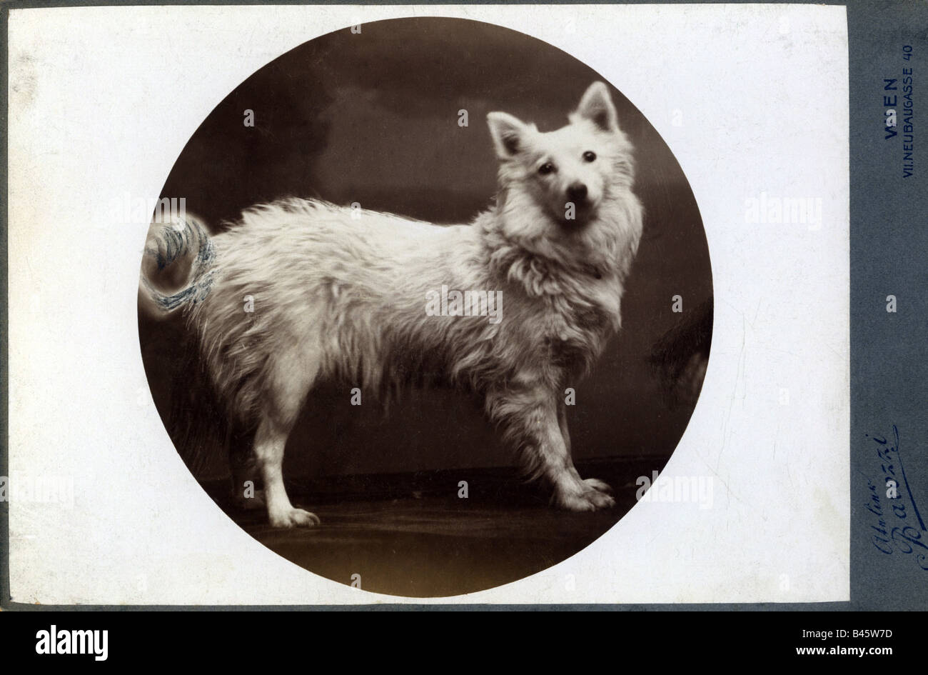 Circa 1900 dog hi-res stock photography and images - Alamy