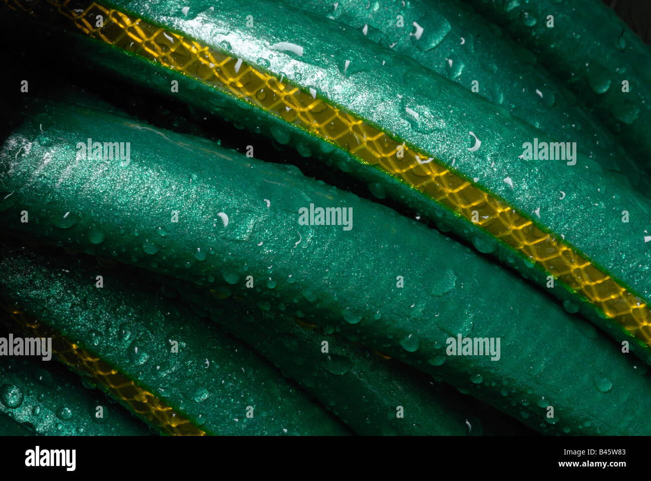 A closeup of a bright green garden hose, rolled up, moist with water ...