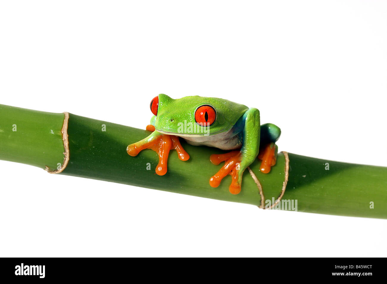 Bright green tree frog hi-res stock photography and images - Alamy