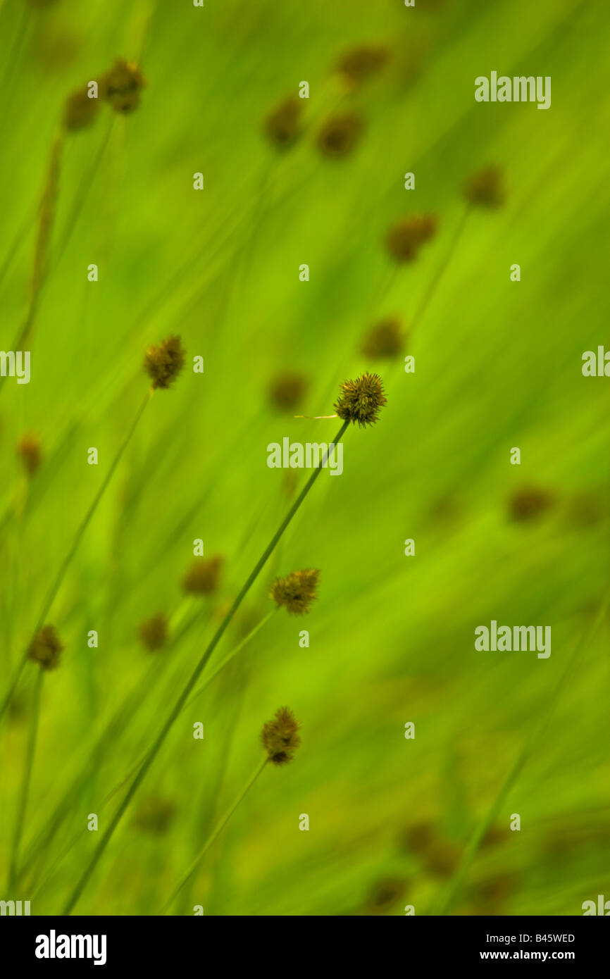 Prairie grasses in Colorado Stock Photo - Alamy
