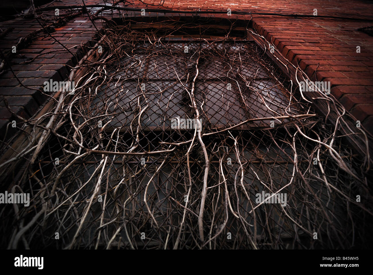 An intertwined growth of branches and vines overtake a window on an old ...