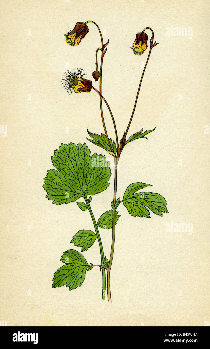 Drawing of water avens hi-res stock photography and images - Alamy