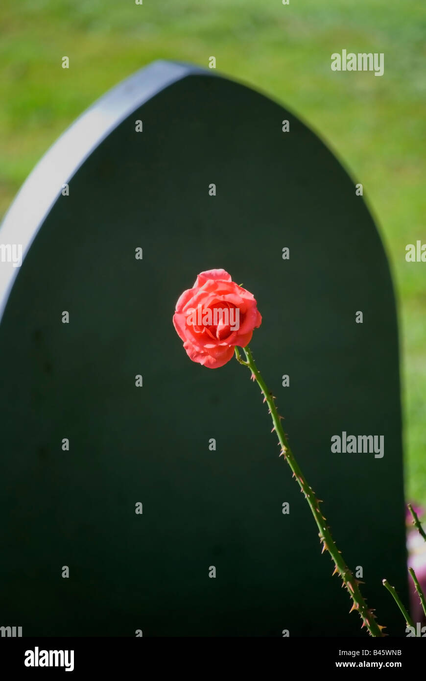 a red rose growing in a graveyard Stock Photo - Alamy