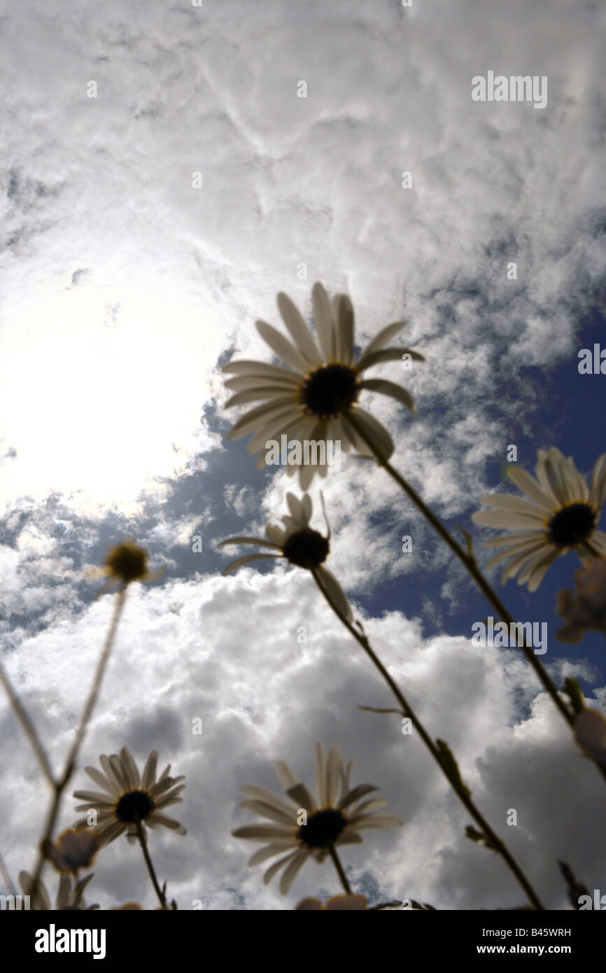 Daisys in a field Stock Photo - Alamy