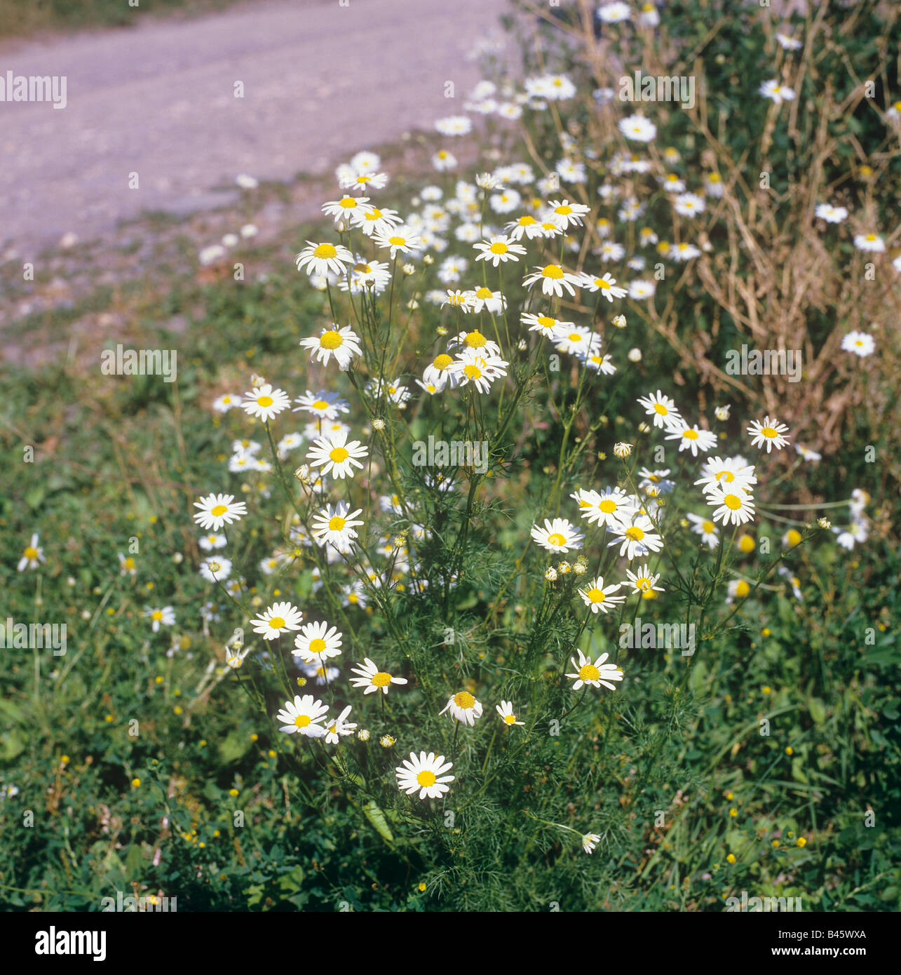 False Chamomile Stock Photos & False Chamomile Stock Images - Alamy