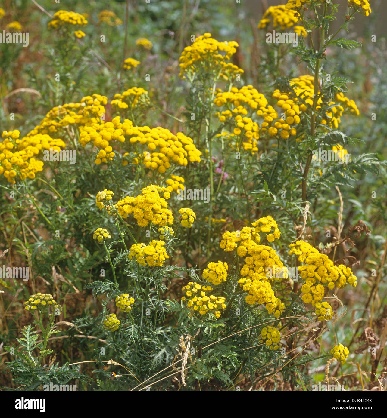 Chrysanthemum tansy chrysanthemum vulgare blossoms hi-res stock ...